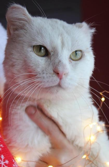 Суровый северный кот Космос ищет своих хозяев